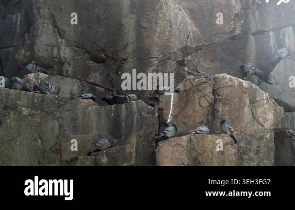 Wild rock pigeons perched on steep cliff face showing natural roosting ...