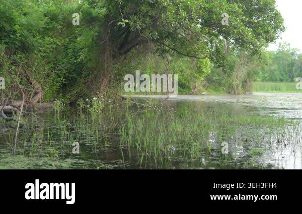 Quiet wetland lake surrounded by reeds and trees reflects a calm ...