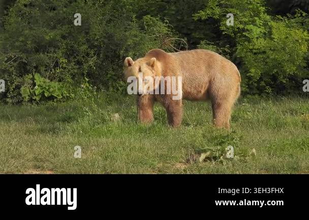 Wild brown bear walks across meadow and forest edge in a quiet natural ...