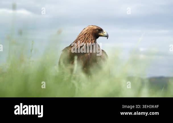 Eagle standing on meadow grass under cloudy sky, brown raptor on ground ...
