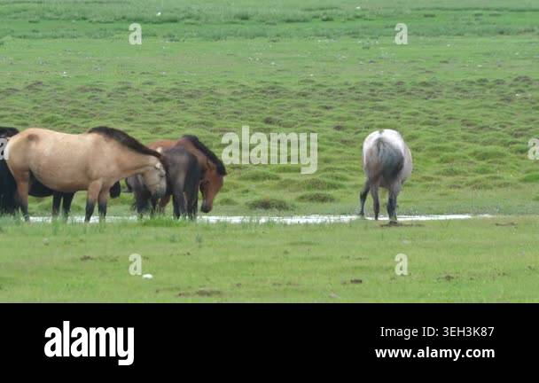 Wild horses gather at a water puddle on treeless grassland, showing ...