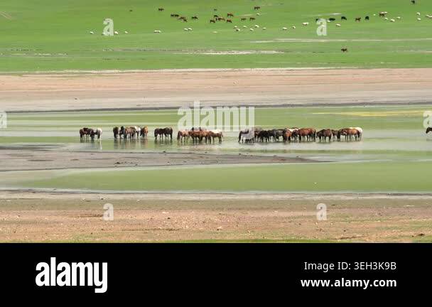 Wild horses cool off in a Mongolian steppe lake while standing in ...