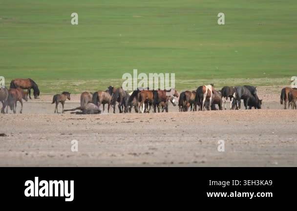 Wild horses roll on dry soil across open steppe, removing parasites in ...