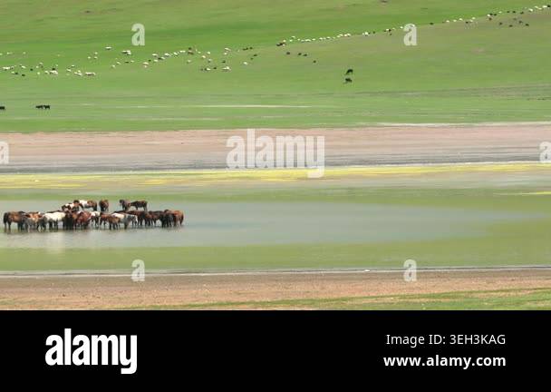Wild horses cool off in a Mongolian steppe lake while standing in ...