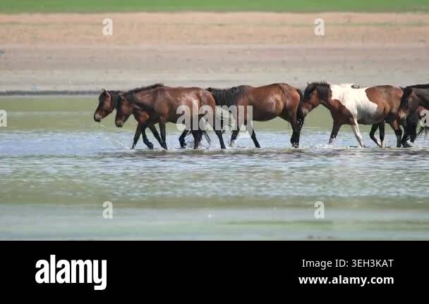 Wild horses cool off in a Mongolian steppe lake while standing in ...