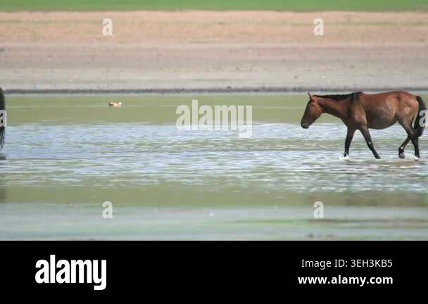 Wild horses cool off in a Mongolian steppe lake while standing in ...