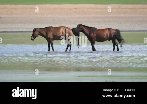 Wild horses cool off in a Mongolian steppe lake while standing in ...