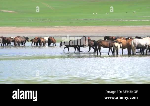 Wild horses cool off in a Mongolian steppe lake while standing in ...