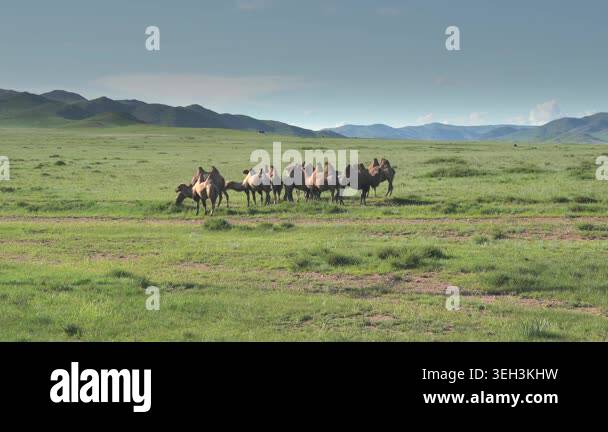 Wild camels form a herd across Central Asian grasslands, moving through ...