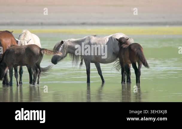 Wild horses cool off in a Mongolian steppe lake while standing in ...