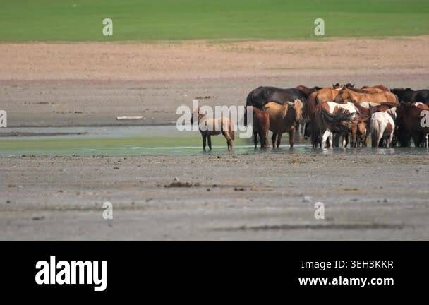 Wild horses cool off in a Mongolian steppe lake while standing in ...