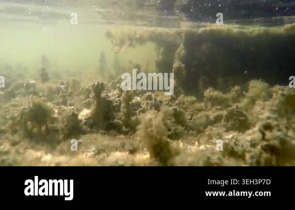 underwater view of a mossy swamp ecosystem with algae and sunlight ...