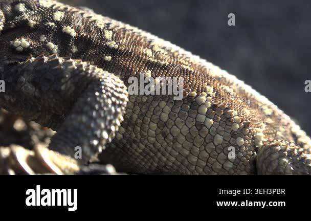 Close up macro view of reptile skin showing detailed scales, texture ...