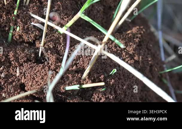 Anthill and ant colony bustle over a dry soil mound as worker insects ...
