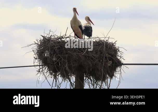 Male and female white storks stand together on a large nest atop a pole ...