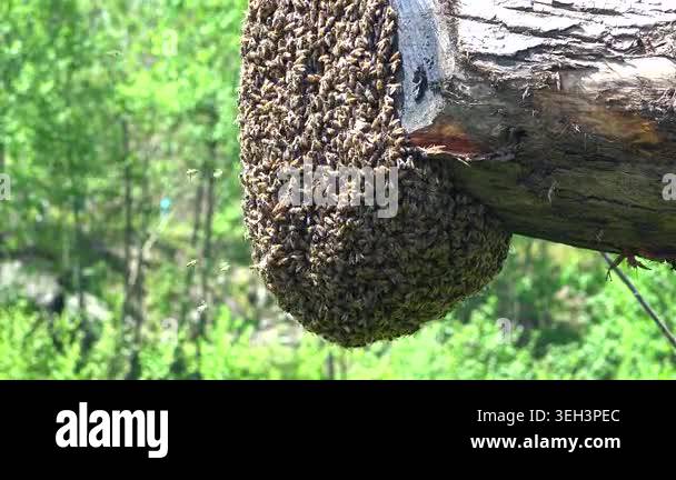 Natural honey bee swarm clustered on tree branch showing wild colony ...