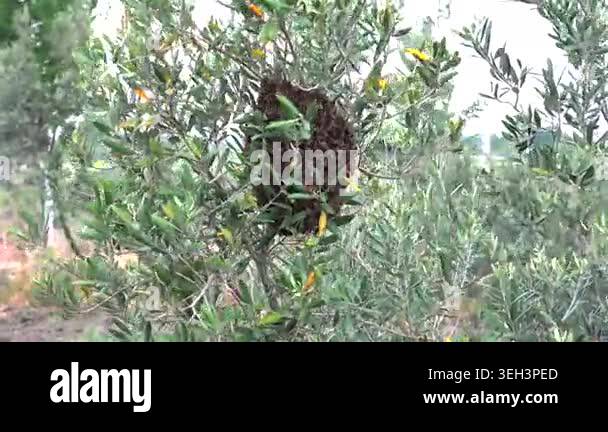 Natural honey bee swarm clustered on tree branch showing wild colony ...