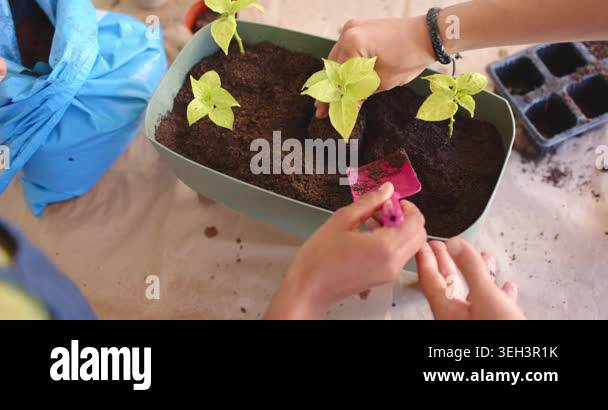 African American couple placing green planter on table, transplanting ...