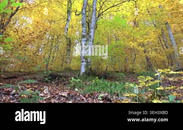 Cinematic dry tree leaves and forest floor in an untouched natural ...
