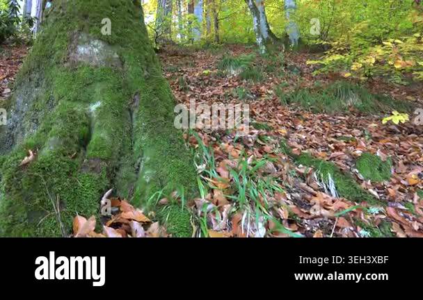 Cinematic dry tree leaves and forest floor in an untouched natural ...