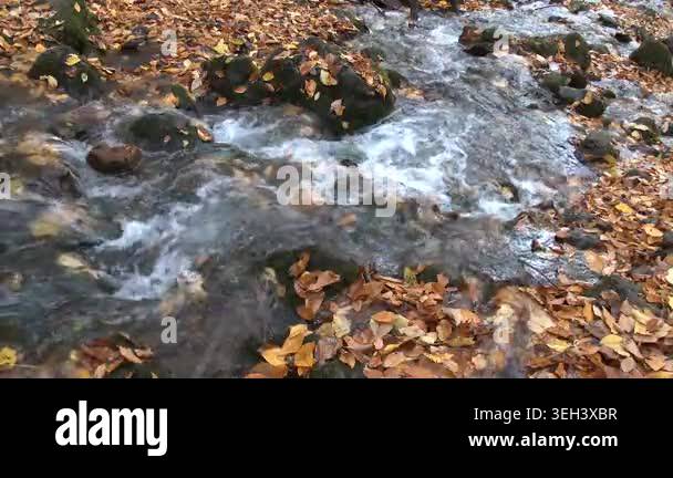 Cinematic thin shallow stream water in autumn forest covered with dry ...