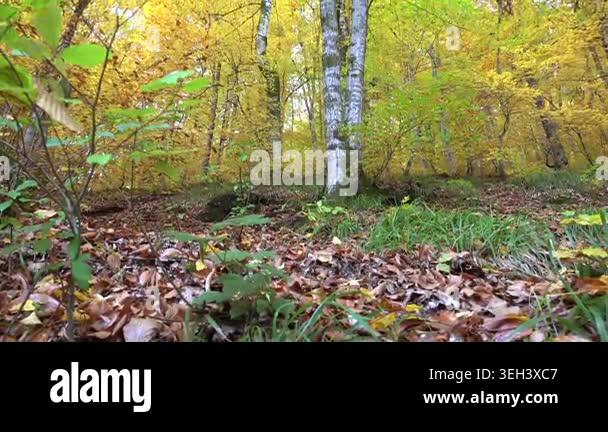 Cinematic dry tree leaves and forest floor in an untouched natural ...