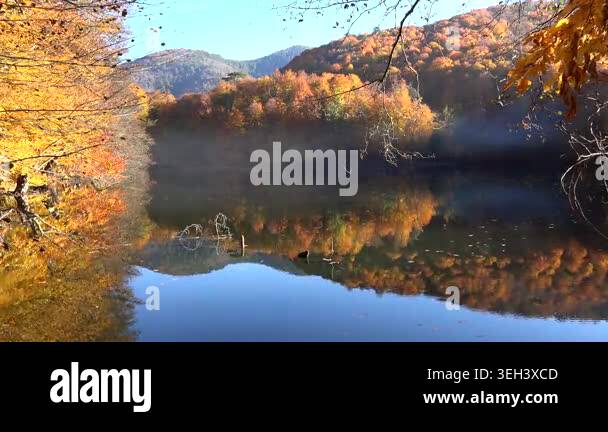 Magnificent cinematic view dry tree leaves on peaceful calm relaxing ...