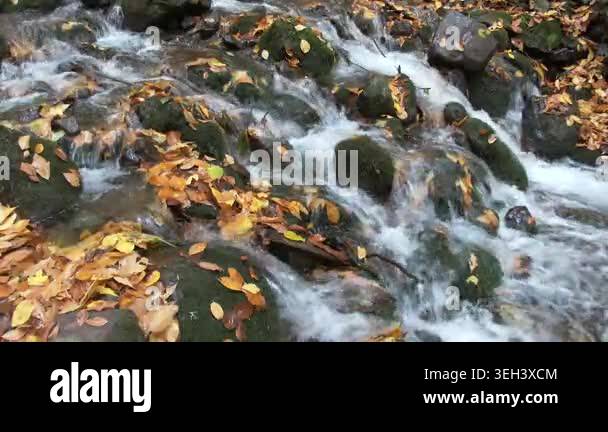 Cinematic thin shallow stream water in autumn forest covered with dry ...