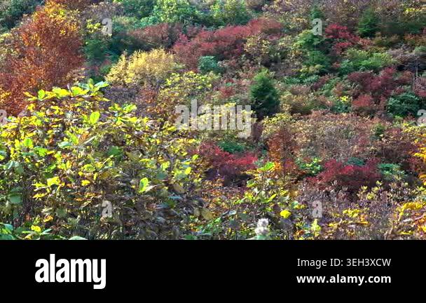 Cinematic red orange and yellow dried leaves covering dense autumn ...
