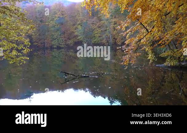 Magnificent cinematic view dry tree leaves on peaceful calm relaxing ...
