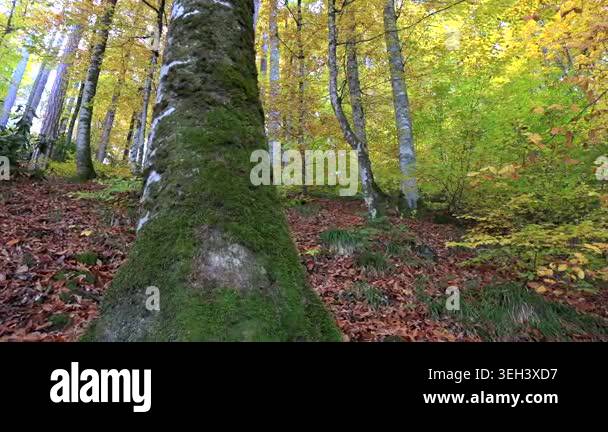 Cinematic dry tree leaves and forest floor in an untouched natural ...