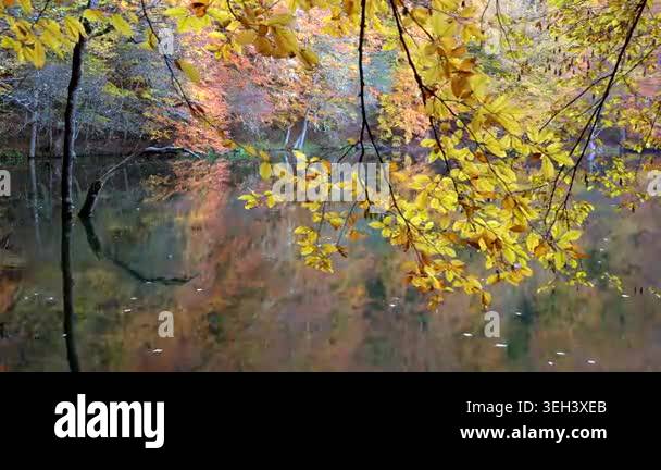 Magnificent cinematic view dry tree leaves on peaceful calm relaxing ...