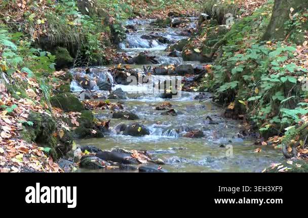 Cinematic thin shallow stream water in autumn forest covered with dry ...