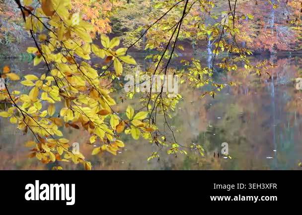 Magnificent cinematic view dry tree leaves on peaceful calm relaxing ...