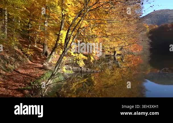 Magnificent cinematic view dry tree leaves on peaceful calm relaxing ...