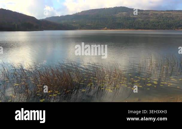 Panoramic reeds on calm lake waters surrounded by natural pine forests ...