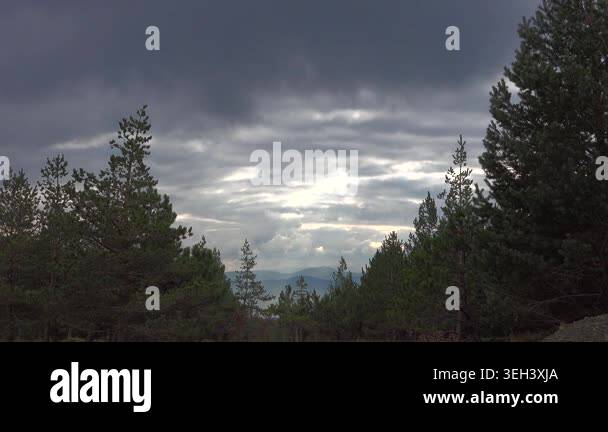 Time lapse storm clouds on pine trees in natural forest after the rain ...