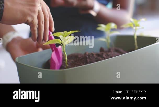 African American couple scooping soil with pink trowel, transplanting ...