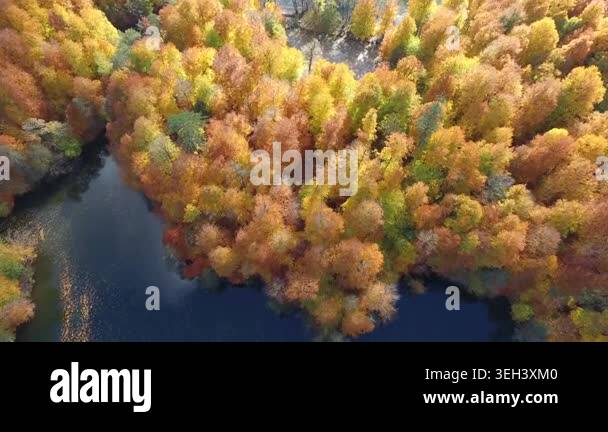 Aerial magnificent autumn forest with golden yellow trees near natural ...