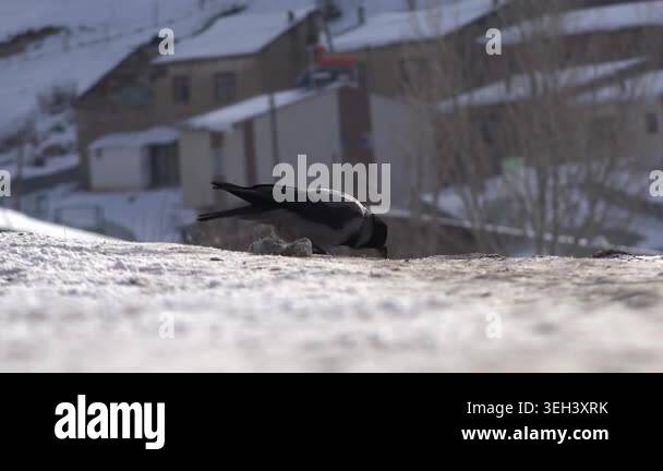 Crow Corvus corone feeding on food along a snowy country road in a ...