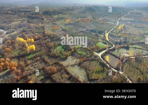 Aerial small orchards bordered by poplar trees across rural fields in ...
