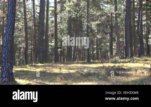 Panoramic straight dense pine trees on a forest floor covered with ...
