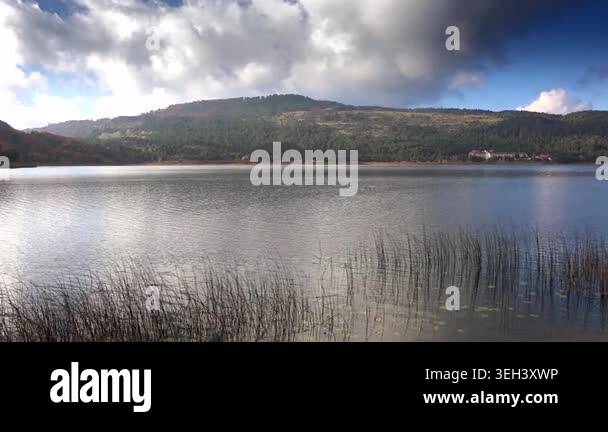 Panoramic reeds on calm lake waters surrounded by natural pine forests ...