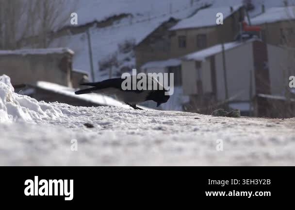 Crow Corvus corone feeding on food along a snowy country road in a ...