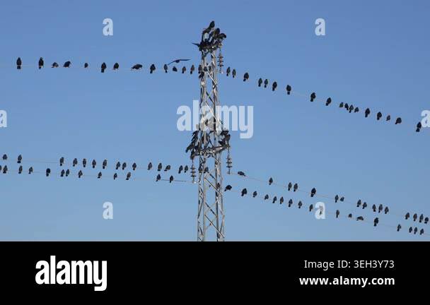 Crowded flock birds roosting atop high voltage power line electric pole ...