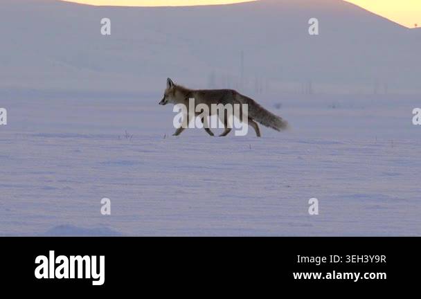 A solitary fox hunts for prey in a treeless, snowy winter landscape ...