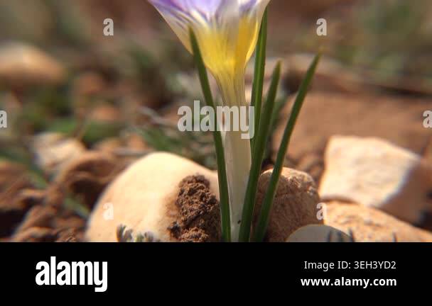 Purple white yellow crocus flower blooms among stones and soil in its ...