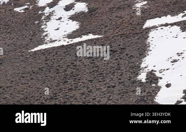 Wild horses roam across snowy mountain slopes in winter wilderness ...