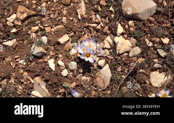 Purple white yellow crocus flower blooms among stones and soil in its ...