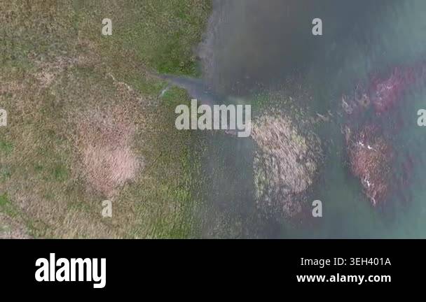 Aerial wetlands beside lake margin aquatic plants shallow channels ...